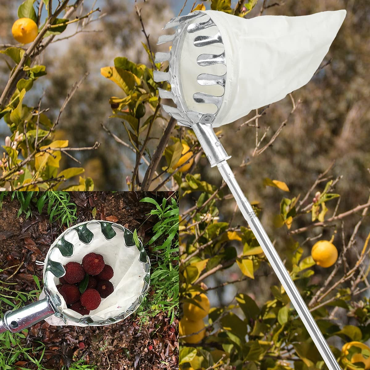 Buy Falcon Mango Harvester with Telescope FMH-2205 at Hardwarepasal.com ...